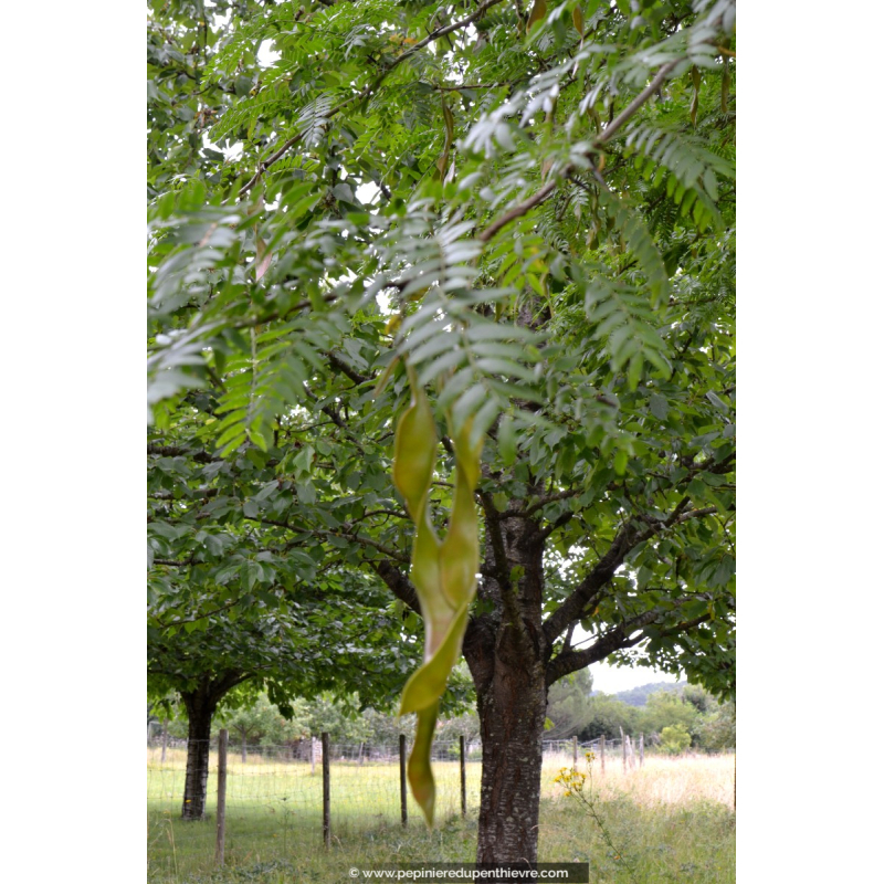 GLEDITSIA triacanthos ou Févier d'Amérique - Pépinière du Penthièvre ...