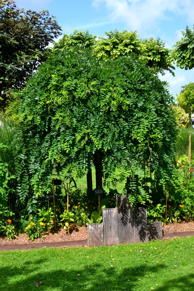 SOPHORA japonica ‘Pendula’, Arbre des pagodes -Pépinière du Penthièvre