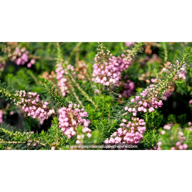 ERICA vagans 'St Keverne', bruyère voyageuse, rose- Pépinière du ...