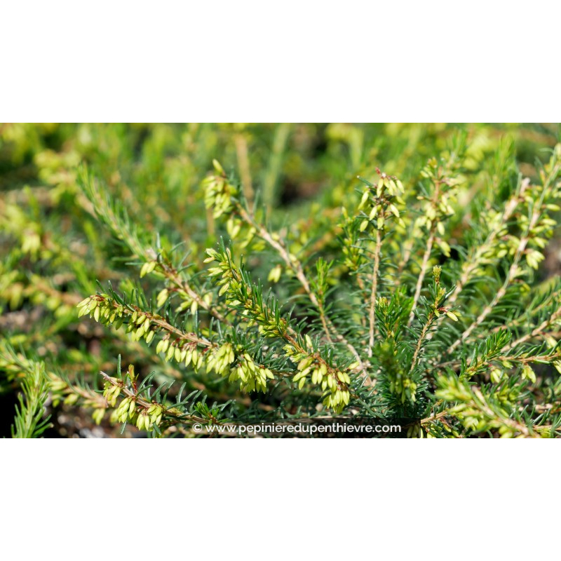 Bruyère des neiges 'Myretoun Ruby', ERICA, rose - Pépinière du ...