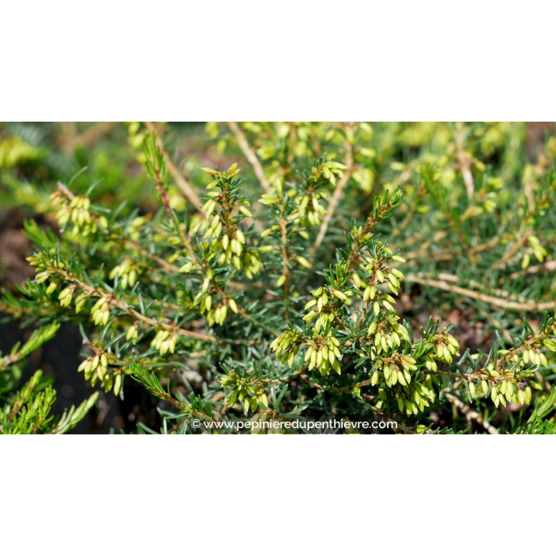 Bruyère des neiges 'Myretoun Ruby', ERICA, rose - Pépinière du ...