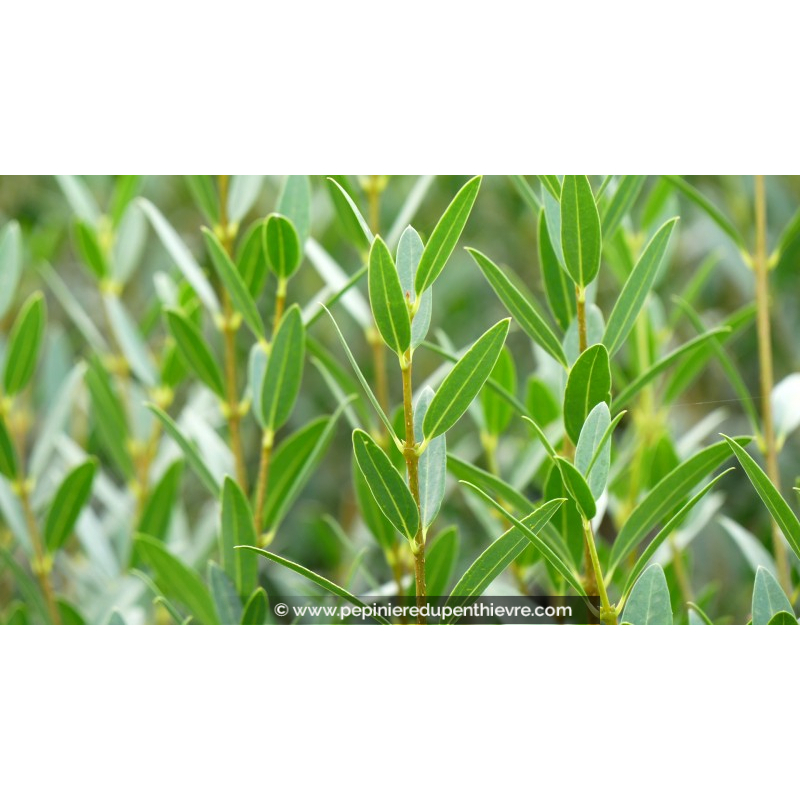 Filaire, PHILLYREA angustifolia, persistant - Pépinière du Penthièvre ...