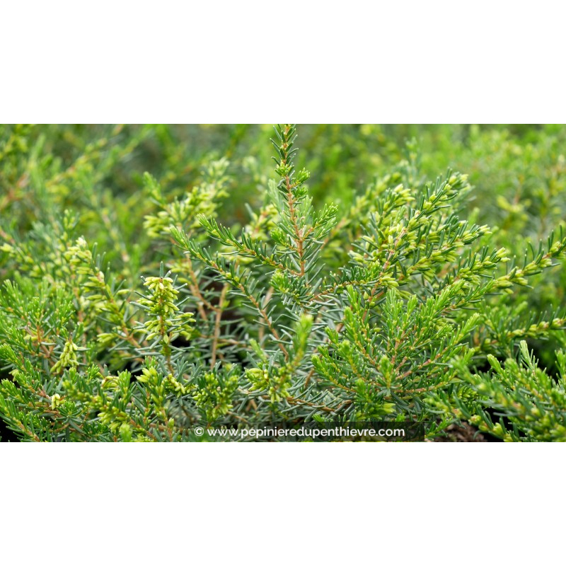 ERICA x darleyensis 'Silberschmelze', blanc - Pépinière du Penthièvre ...