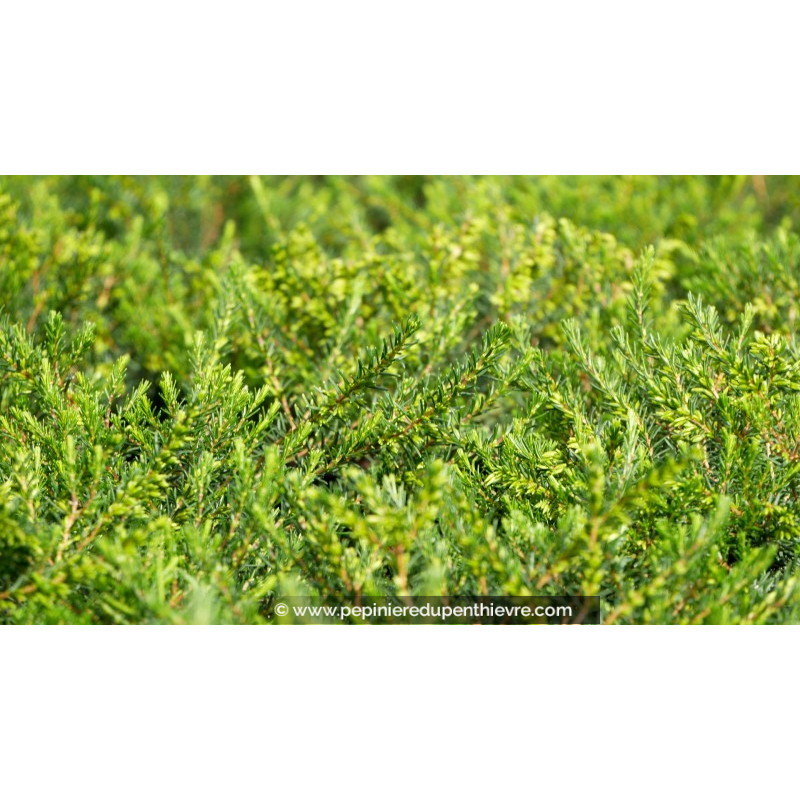 ERICA x darleyensis 'Silberschmelze', blanc - Pépinière du Penthièvre ...