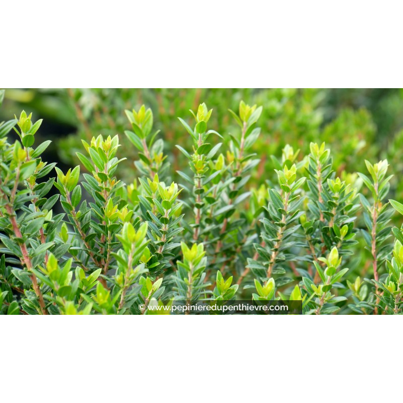 MYRTUS communis 'Tarentina' buisson odorant - La Pépinière du ...
