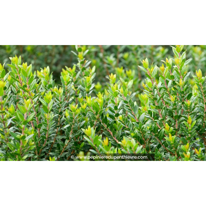 MYRTUS communis 'Tarentina' buisson odorant - La Pépinière du ...