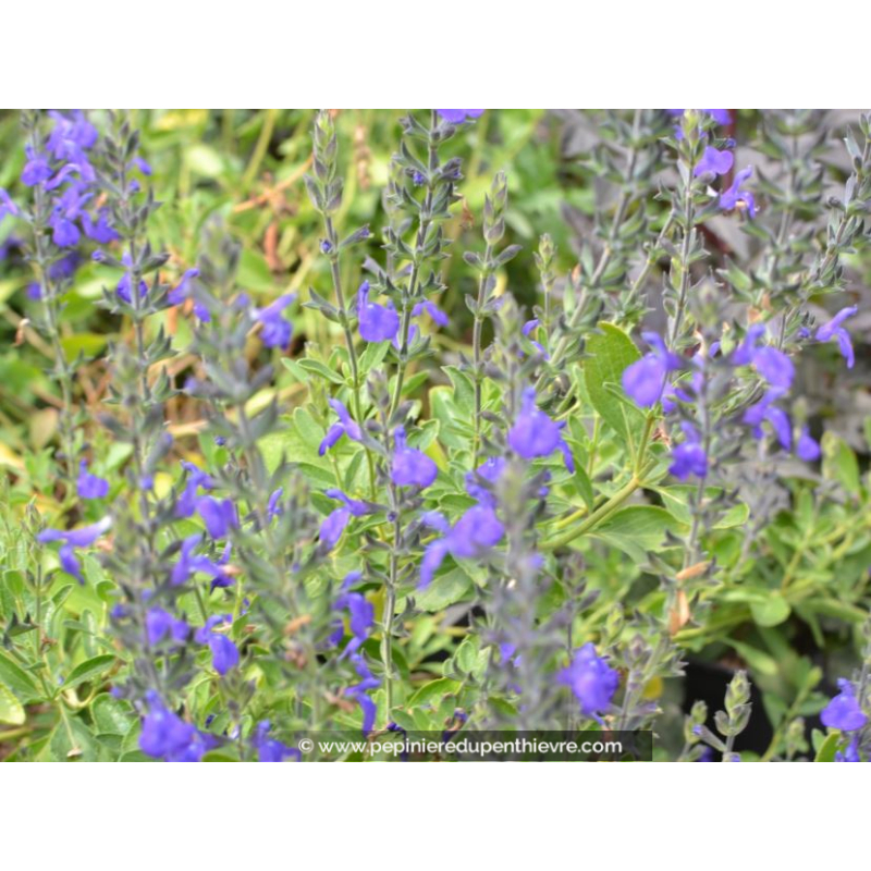 SALVIA x microphylla 'Blue Note'®, sauge bleue - Pépinière du ...