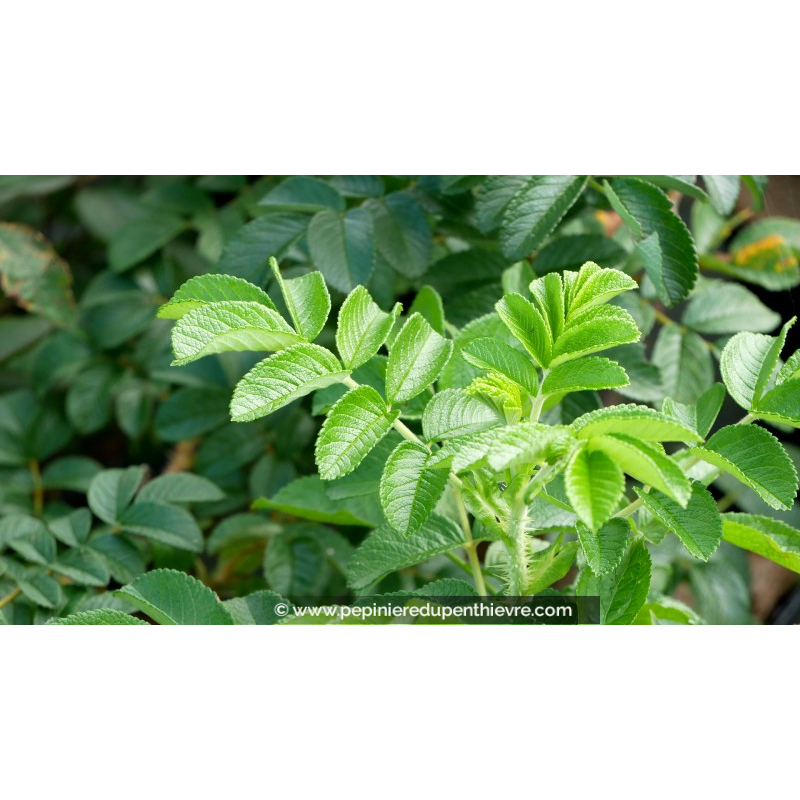 ROSA rugosa 'Rubra' ou Rosier rugueux, rose - Pépinière du Penthièvre ...