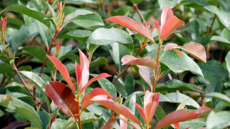 PHOTINIA fraseri 'Robusta Compacta', rouge - Pépinière du Penthièvre