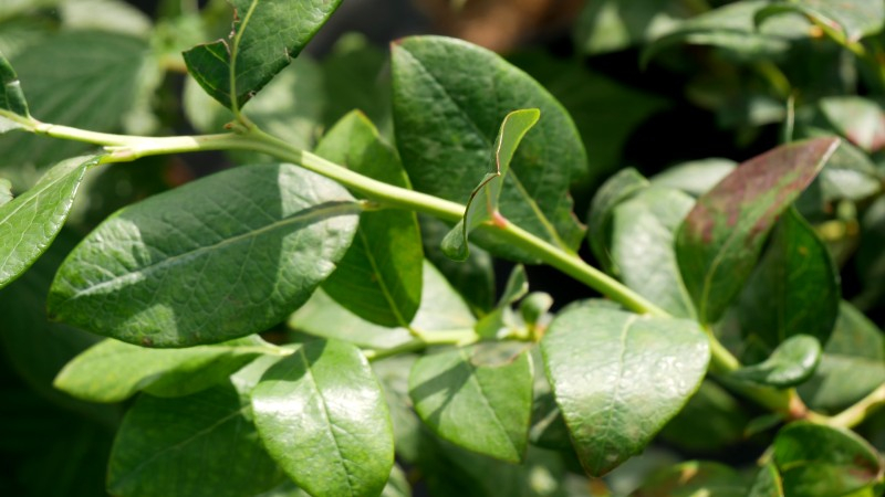 MYRTILLIER 'Nelson' ou VACCINIUM corymbosum - Pépinière du Penthièvre