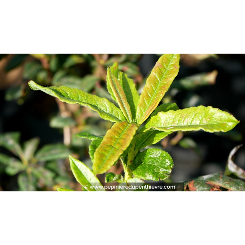 AZALEA mollis 'Hotspur Red', fleur rouge-orangé- Pépinière du ...