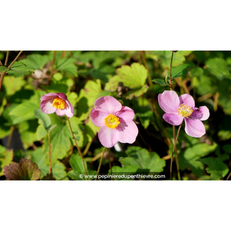 ANEMONE hupehensis 'Praecox', rose pale, ombre - Pépinière du ...