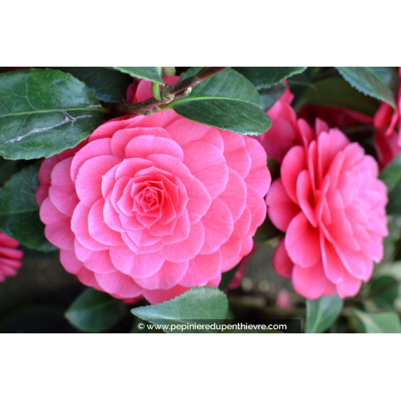 CAMELLIA japonica 'Spring Formal' (rose) - Pépinière du Penthièvre ...