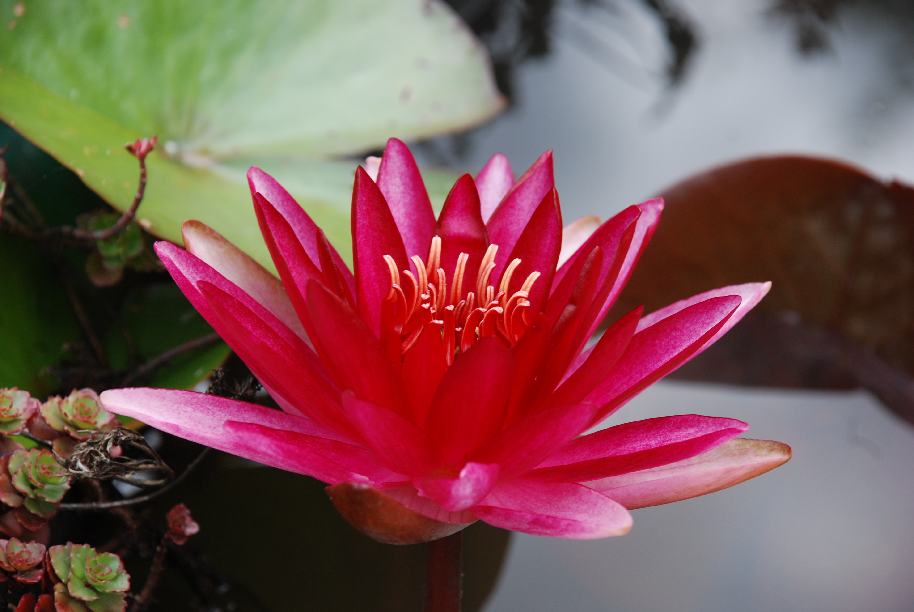 NYMPHAEA 'Conqueror', nénuphar, rouge, parfumé - Pépinière du Penthièvre