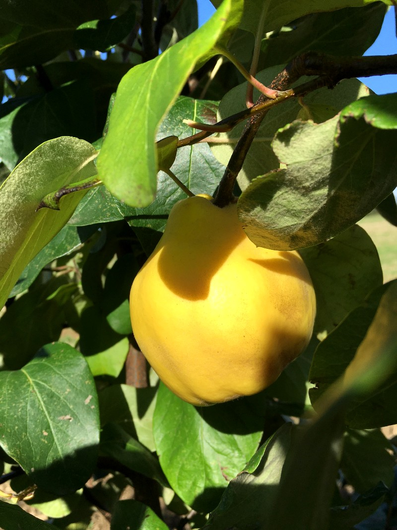 COGNASSIER 'Champion' ou "Poire de Cydonie" - Pépinière du Penthièvre