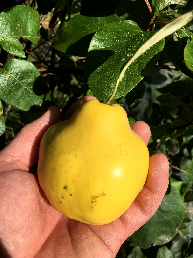 COGNASSIER 'Champion' ou "Poire de Cydonie" - Pépinière du Penthièvre