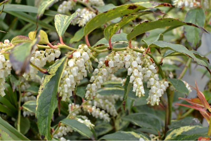 LEUCOTHOE fontanesiana 'Rainbow', fleur perles - Pépinière du Penthièvre