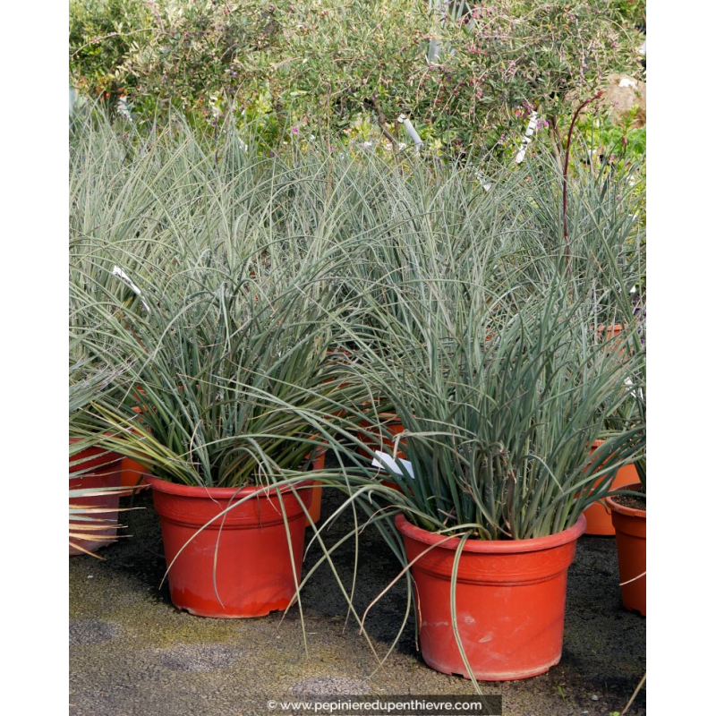 HESPERALOE parviflora, yucca rouge, Hesperaloe-Pépinière du Penthièvre ...