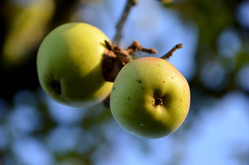 POMMIER 'Golden Delicious' MALUS jaune doré - La Pépinière du Penthièvre