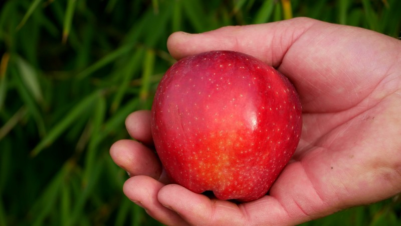 POMMIER ‘Starking Delicious’, pommier, rouge - Pépinière du Penthièvre