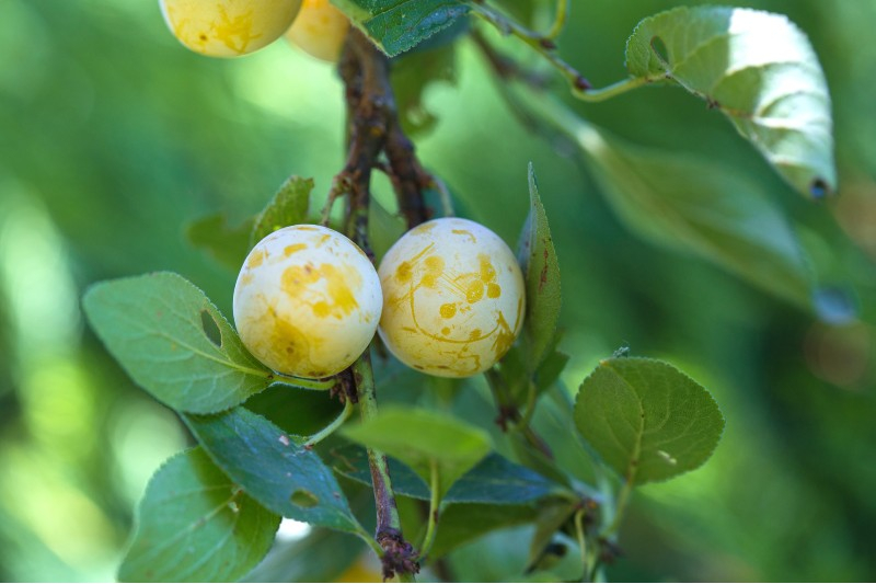 PRUNIER 'Reine Claude Verte', Prunus vert - La Pépinière du Penthièvre