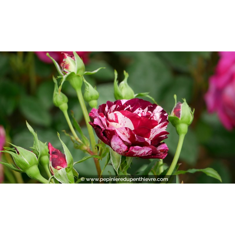 ROSIER 'New Imagine'®, Dorieux, multicolore - Pépinière du Penthièvre ...