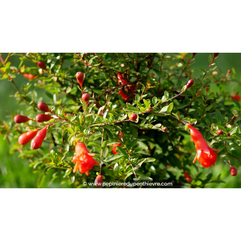 PUNICA granatum 'Nana', orange, grenade rouge- Pépinière du Penthièvre ...