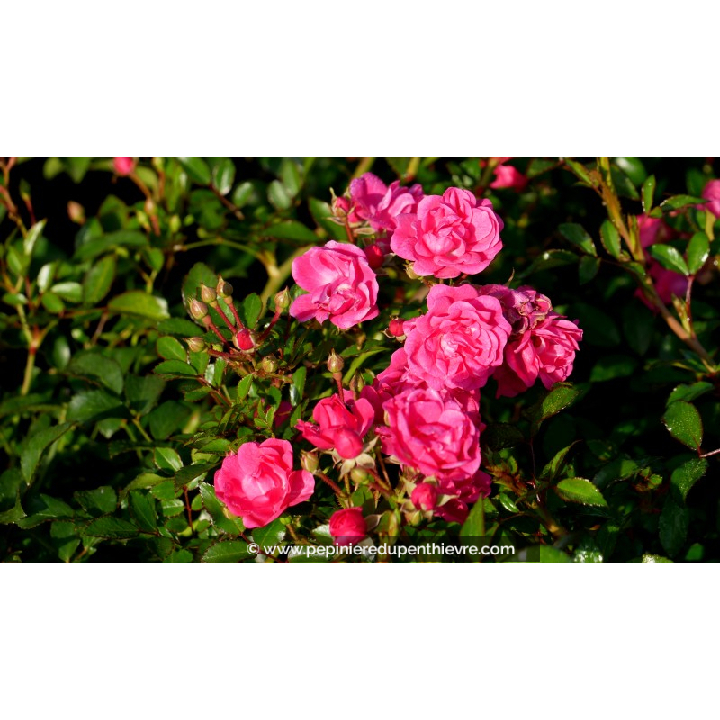ROSIER paysager 'Fairy Rood', ROSA rose, caduc -Pépinière du Penthièvre ...
