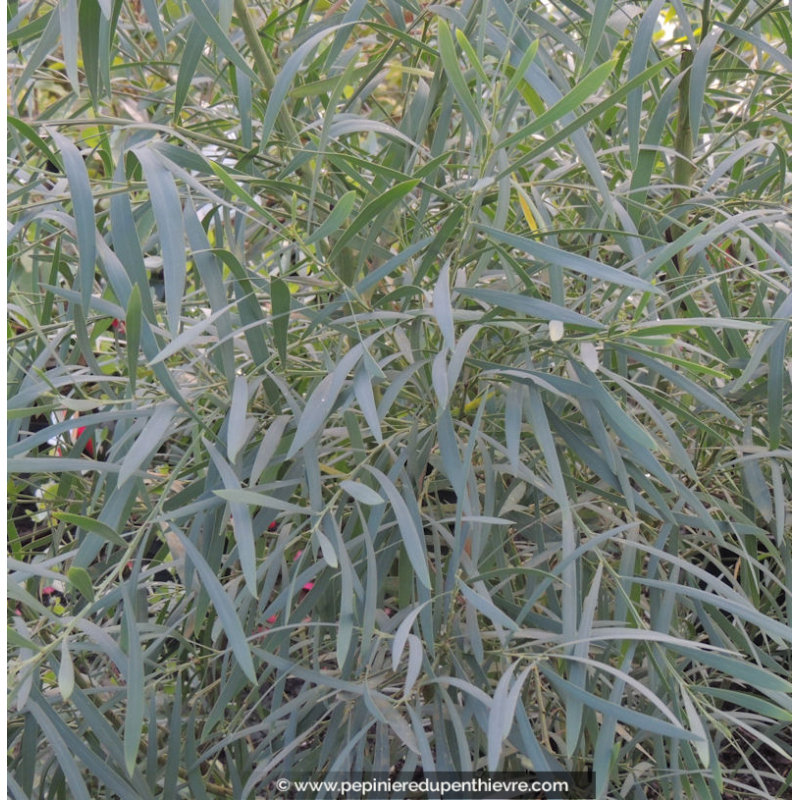 ACACIA retinodes, Mimosa des 4 saisons, jaune - Pépinière du Penthièvre ...