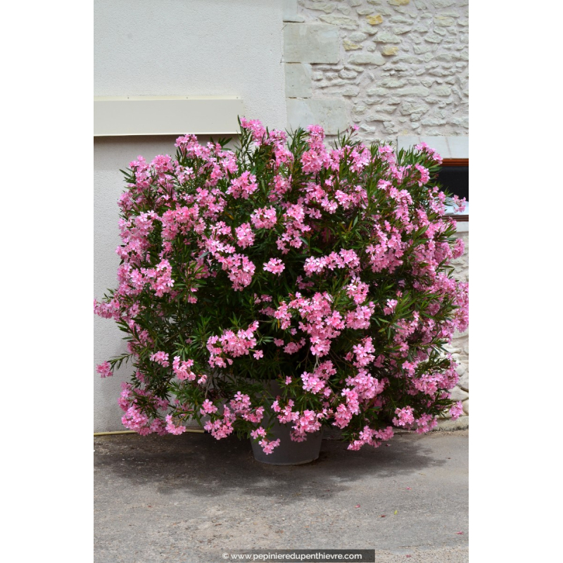 NERIUM oleander 'Rose', Laurier rose persistant - Pépinière du ...