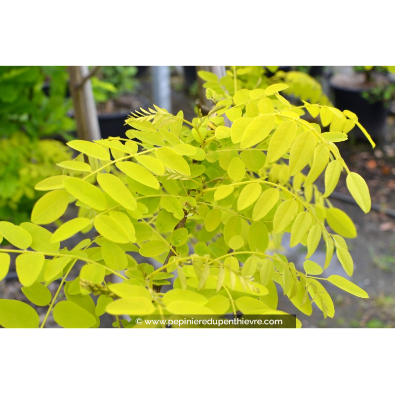 ROBINIA pseudoacacia 'Frisia', feuillage doré - Pépinière du Penthièvre ...