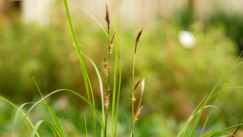 CAREX oshimensis 'Everlime'® ou laîche verte - Pépinière du Penthièvre