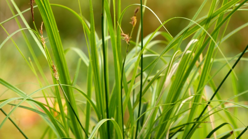CAREX oshimensis 'Everlime'® ou laîche verte - Pépinière du Penthièvre