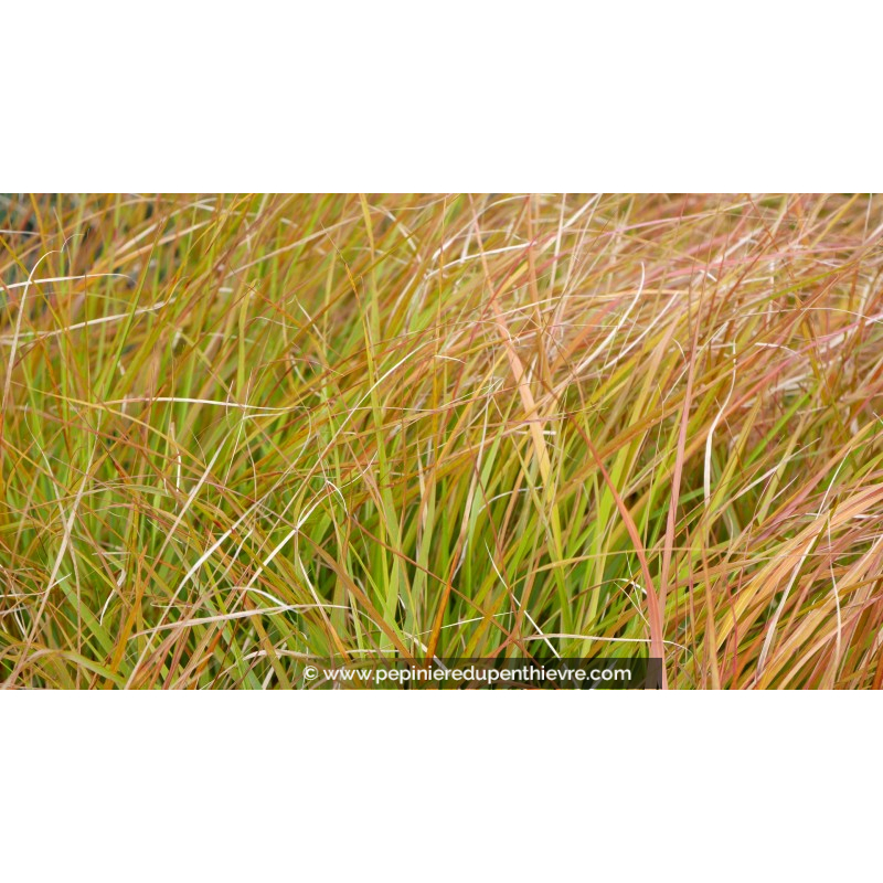 STIPA arundinacea 'Sirocco' vert orange cuivré - Pépinière du ...