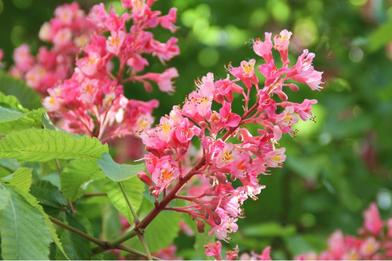 AESCULUS x carnea 'Briotii' Marronnier rouge - Pépinière du Penthièvre