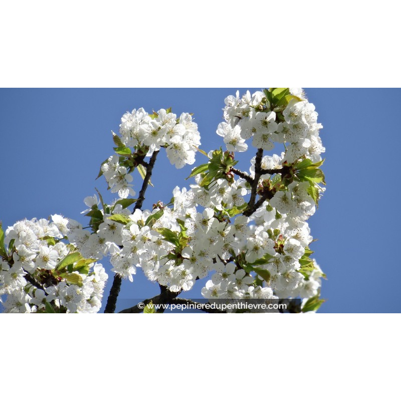 PRUNUS avium, Merisier des oiseaux, rustique - Pépinière du Penthièvre ...