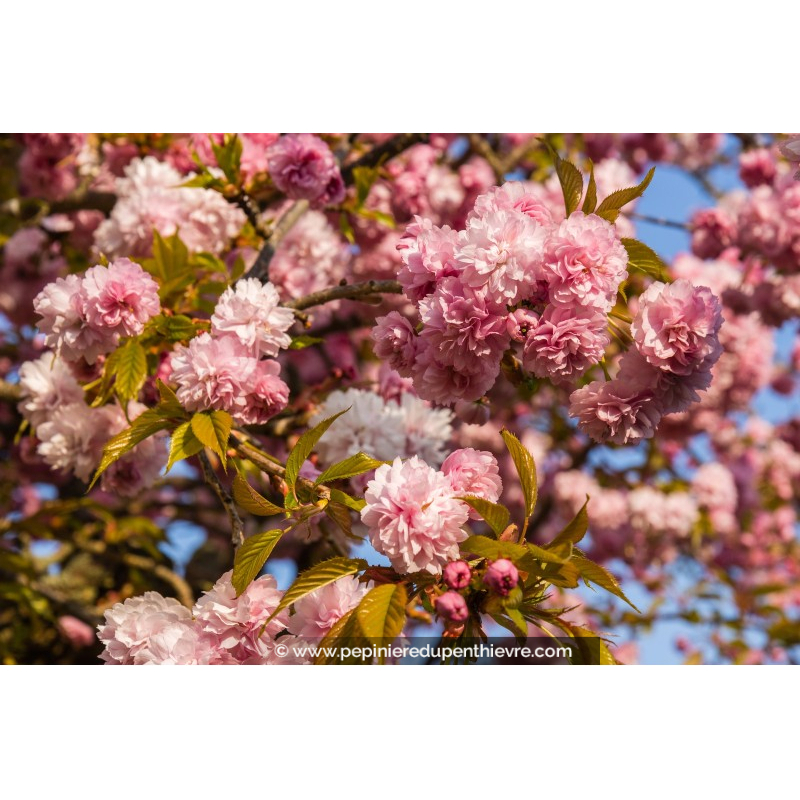 PRUNUS serrulata 'Kanzan', fleur double rose - Pépinière du Penthièvre ...