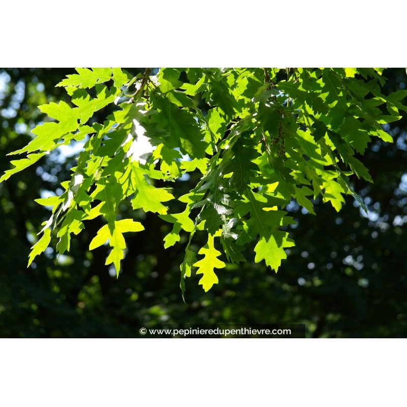 QUERCUS cerris, Chêne chevelu, gland original - Pépinière du Penthièvre ...