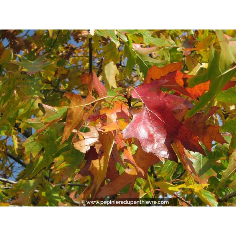 QUERCUS rubra, borealis, Chêne rouge d'Amérique - Pépinière du ...