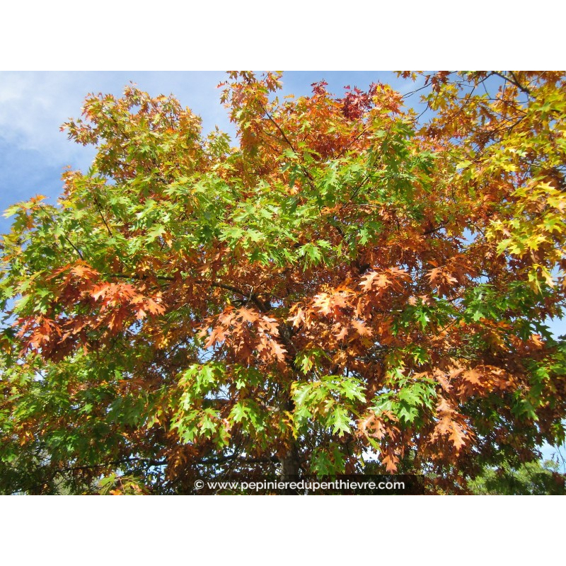 QUERCUS rubra, borealis, Chêne rouge d'Amérique - Pépinière du ...