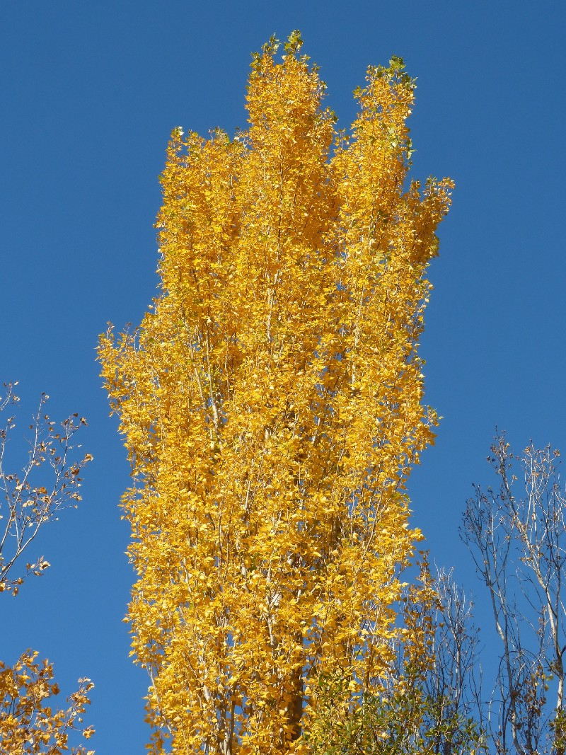 POPULUS alba 'Pyramidalis' Peuplier blanc - Pépinière du Penthièvre