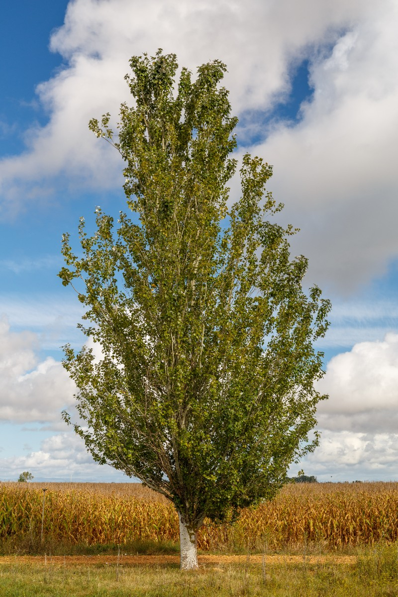 POPULUS alba 'Pyramidalis' Peuplier blanc - Pépinière du Penthièvre