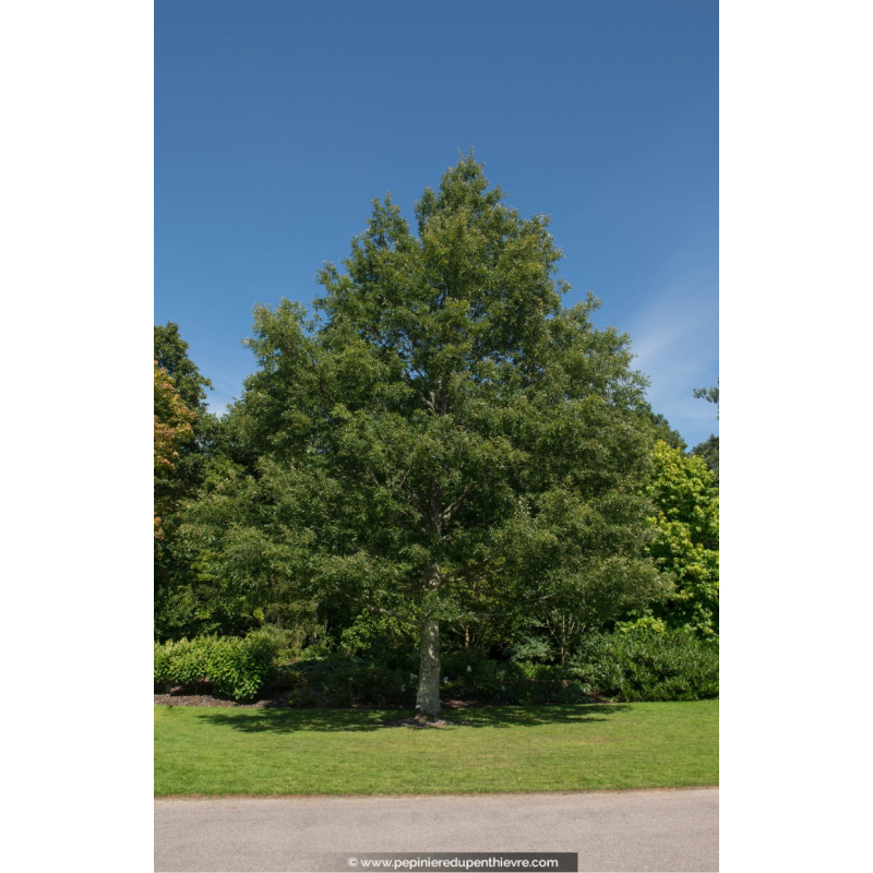 QUERCUS cerris, Chêne chevelu, gland original - Pépinière du Penthièvre ...