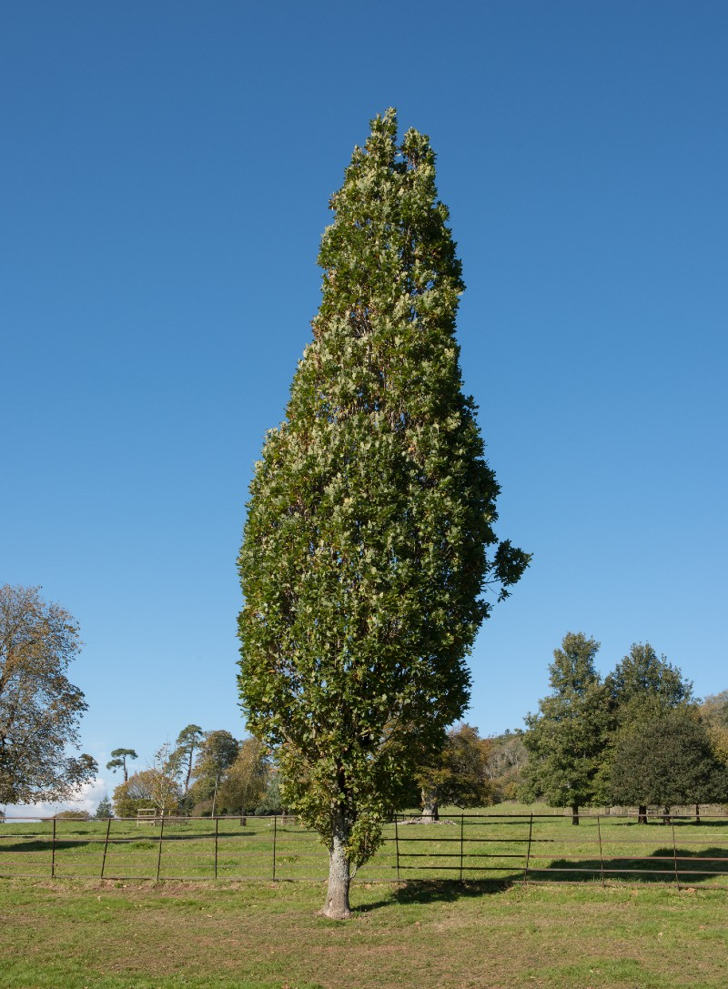 QUERCUS robur 'Fastigiata' ou chêne pédonculé - Pépinière du Penthièvre