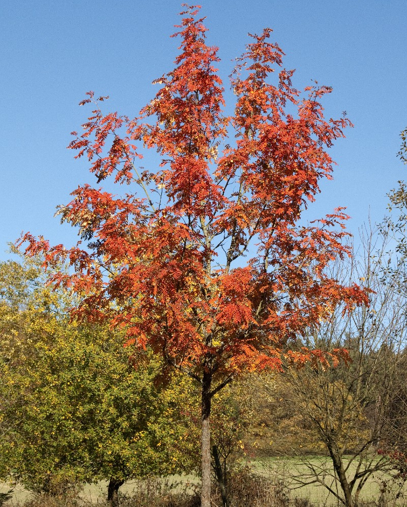 SORBUS domestica, cormier, sorbier domestique - Pépinière du Penthièvre