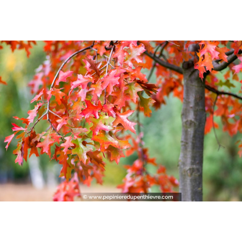 QUERCUS coccinea ou Chêne écarlate en automne - Pépinière du Penthièvre ...