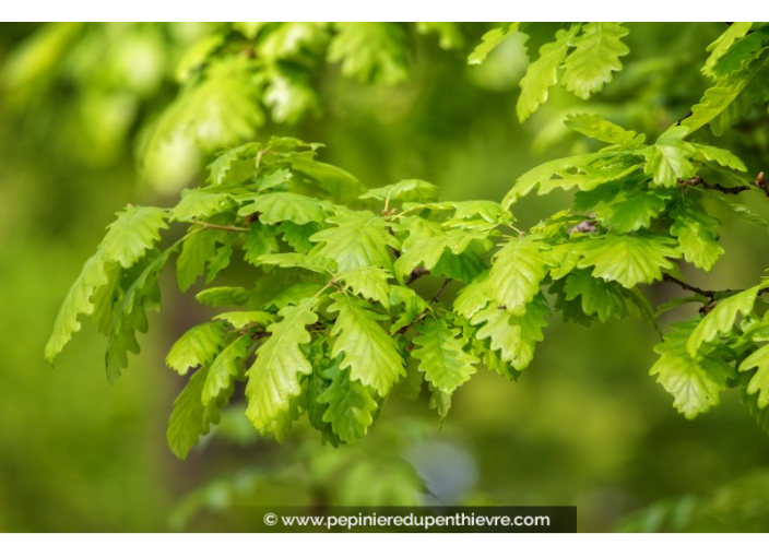QUERCUS petraea, Chêne sessile, Chêne rouvre - Pépinière du Penthièvre ...