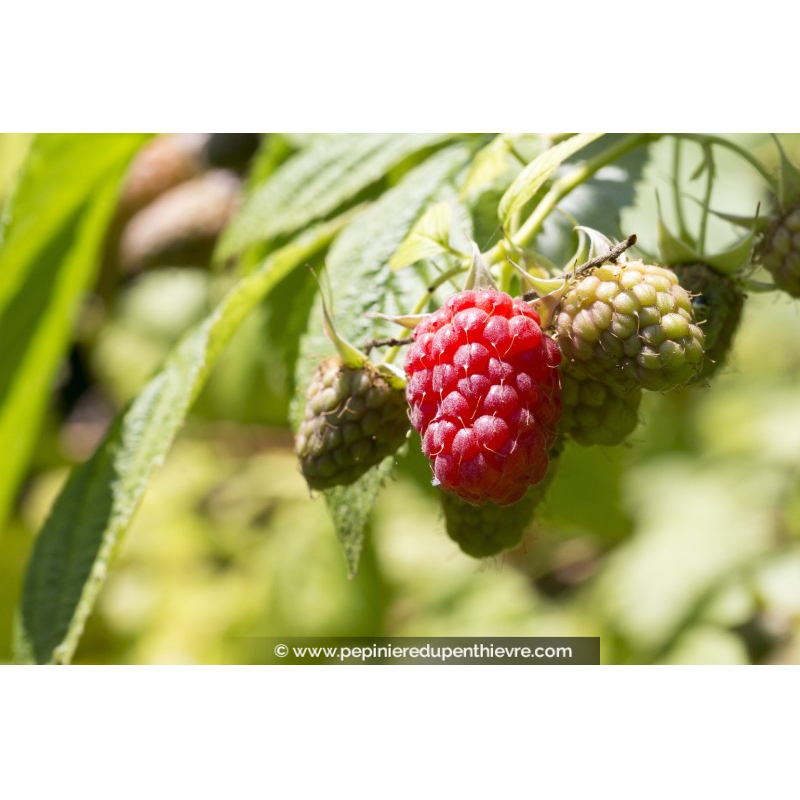 FRAMBOISIER 'Sumo', RUBUS, rouge, grosse - Pépinière du Penthièvre ...