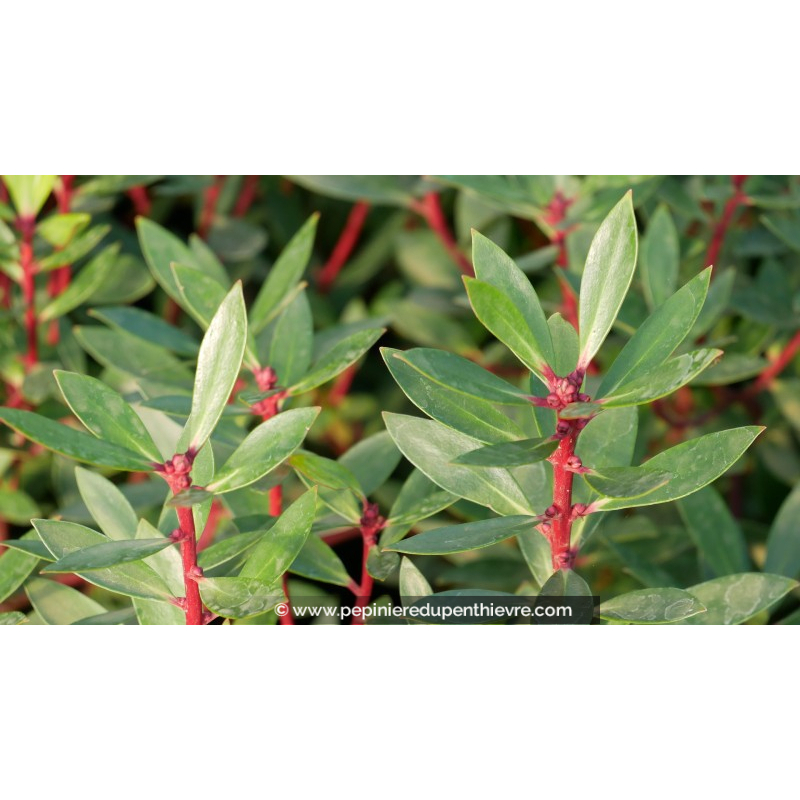 DRIMYS aromatica, TASMANNIA aromatica, poivrier - Pépinière du ...