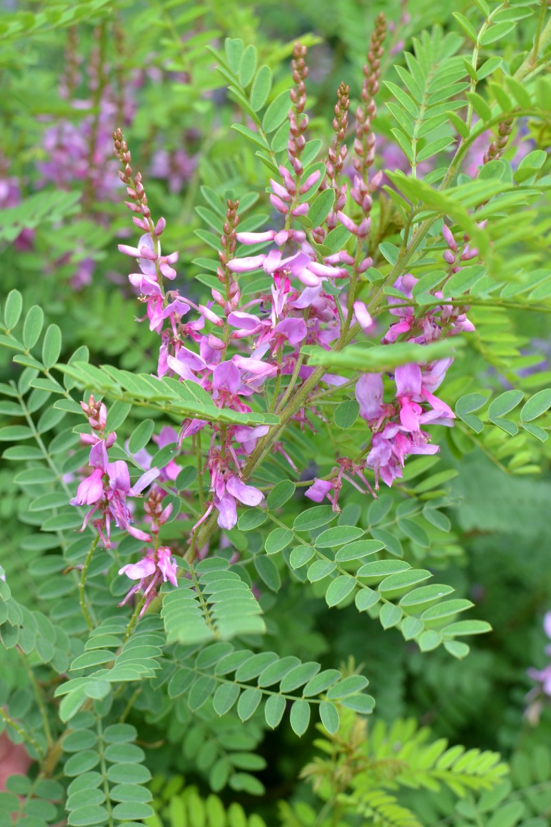 INDIGOFERA heterantha gerardiana, rose pourpre - Pépinière du Penthièvre